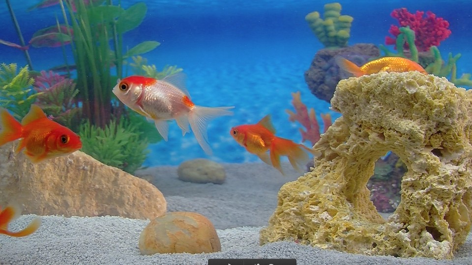 Aquarium DVD: Saltwater Reef Edition Plus Goldfish Volume #9 | eBay