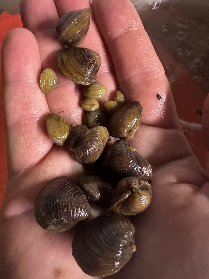25 Live Freshwater Clams: Perfect For Aquariums And Ponds With Free ...
