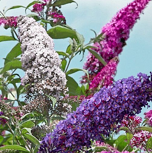 butterfly bush mixed colors, 355 SEEDS, BUDDLEIA DAVIDII,**beautifully ...