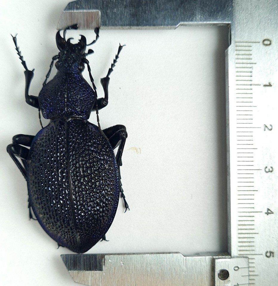 Carabidae Carabus (Procerus) caucasicus falletianus Armenia 53 mm | eBay