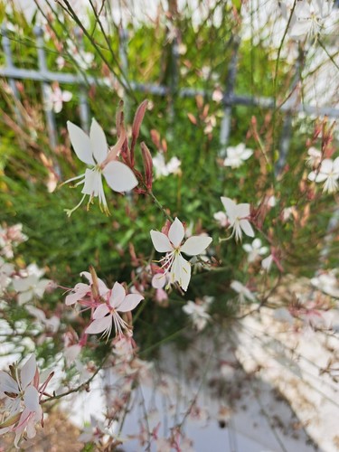 Gaura lindheimeri 'The Bride' / Whirling Butterflies / Hardy Perennial ...