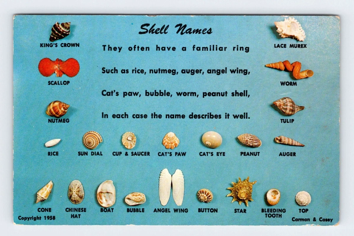 Seashell Names
