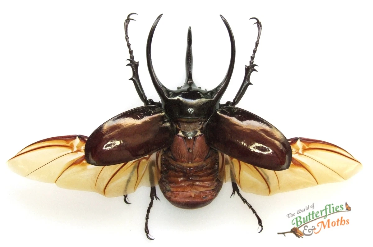 Beetle Wings Open