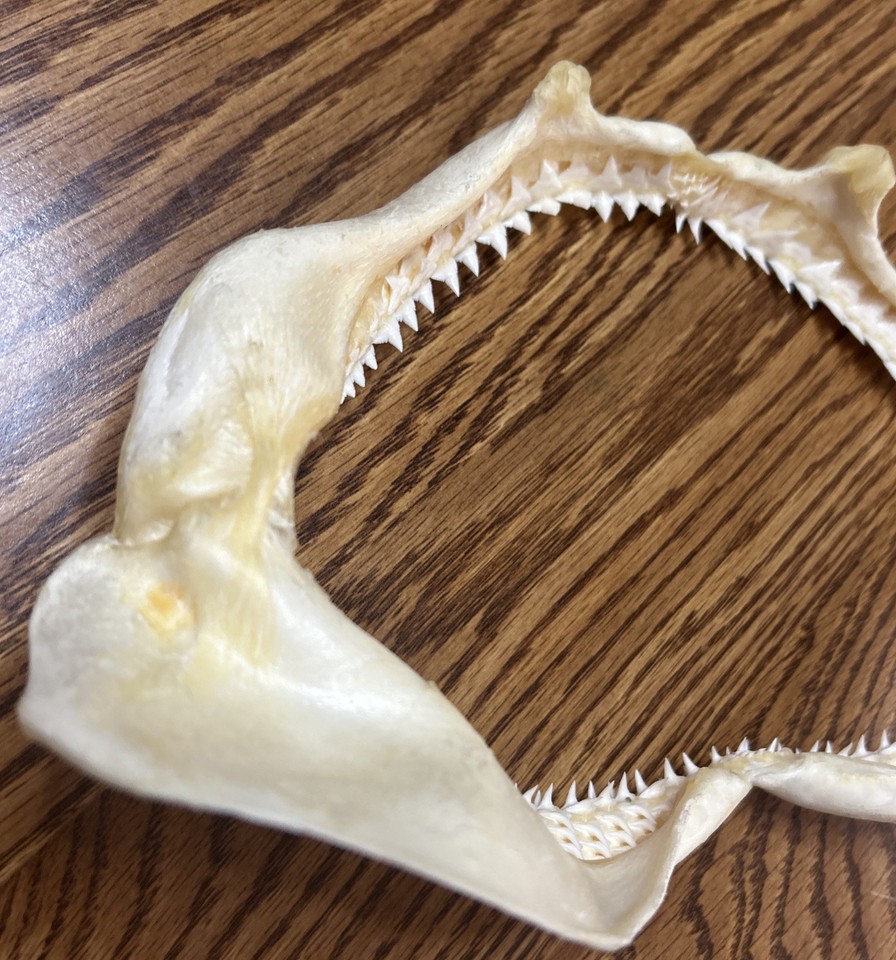 REAL 11” Wide Bull Shark Jaw Rows of Teeth Intact SEE PHOTOS | eBay