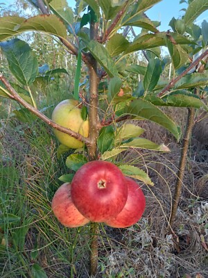 English grown multi FAMILY APPLE TREES DUO, TRIO, QUADRO November ...
