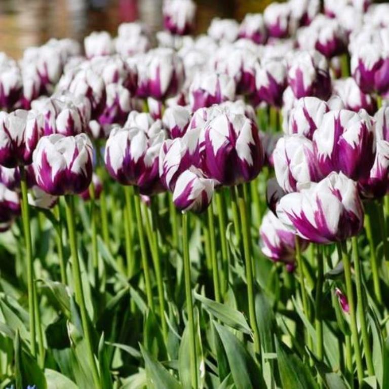 1-1000 REMS FAVOURITE TRIUMPH TULIP BULBS PURPLE/WHITE GARDEN SPRING ...