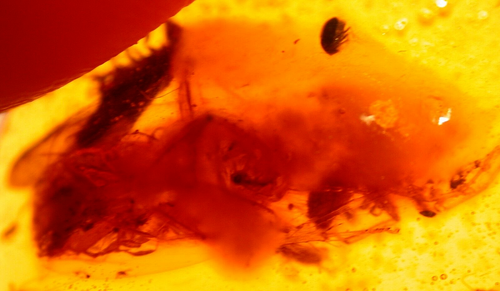 Adult Cockroach with Spider Winged Termite in Dominican Amber Fossil ...
