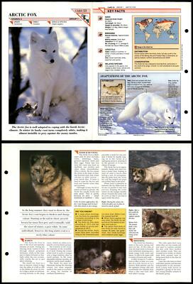 Arctic Fox #53 Mammals Wildlife Fact File Fold-Out Card | eBay UK
