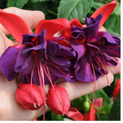 Fuchsia Voodoo x 1 plant. | eBay