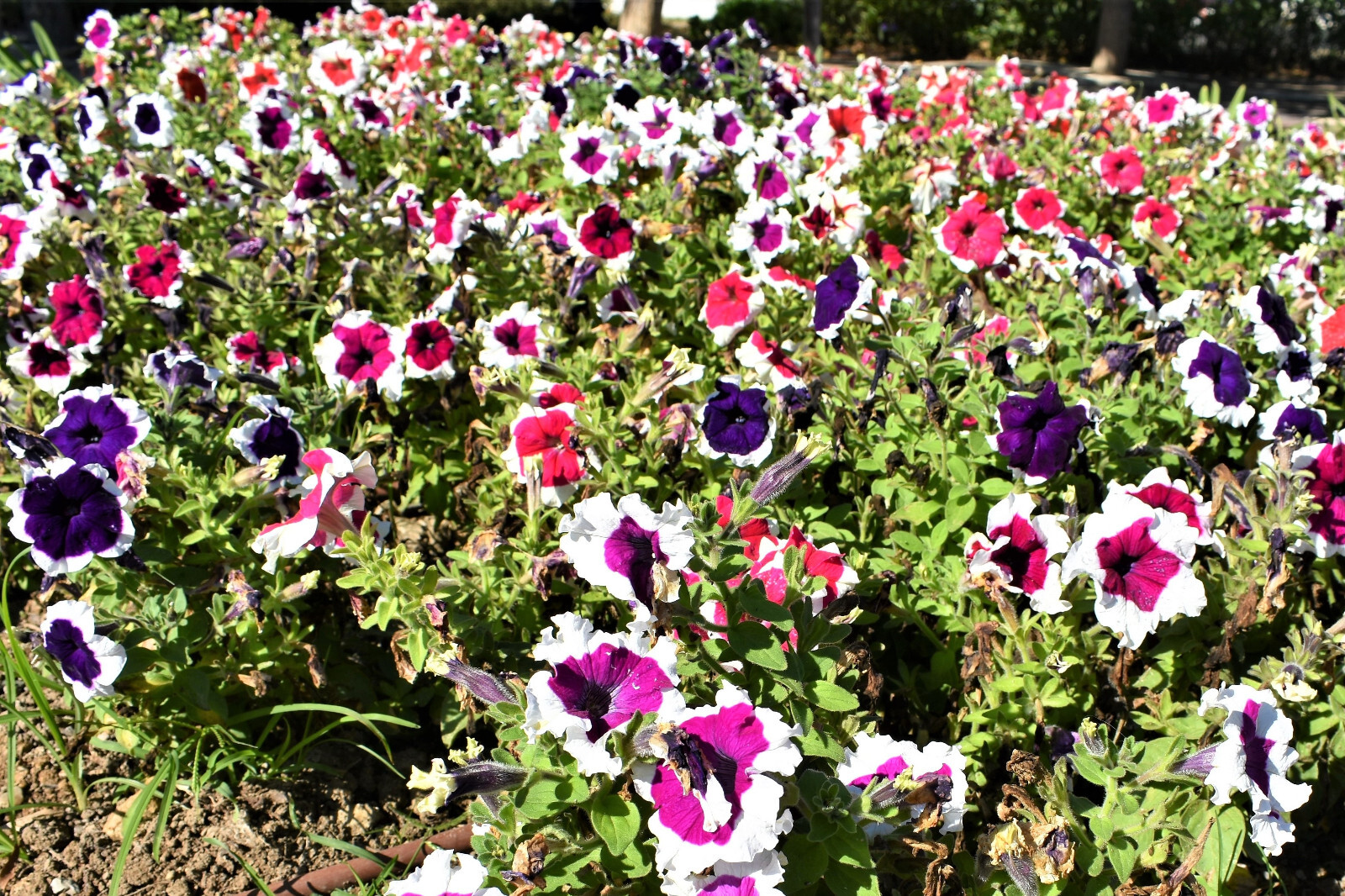 50 PICOTEE PETUNIA Multiflora Mixed Colors Bicolor Blue Purple Red ...