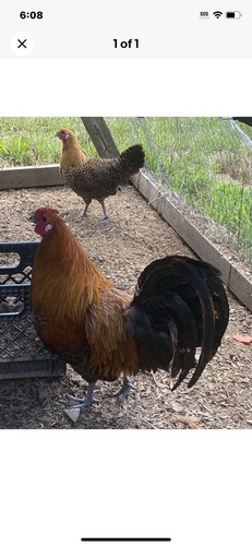 12 Gold Deathlayer Hatching Eggs | eBay