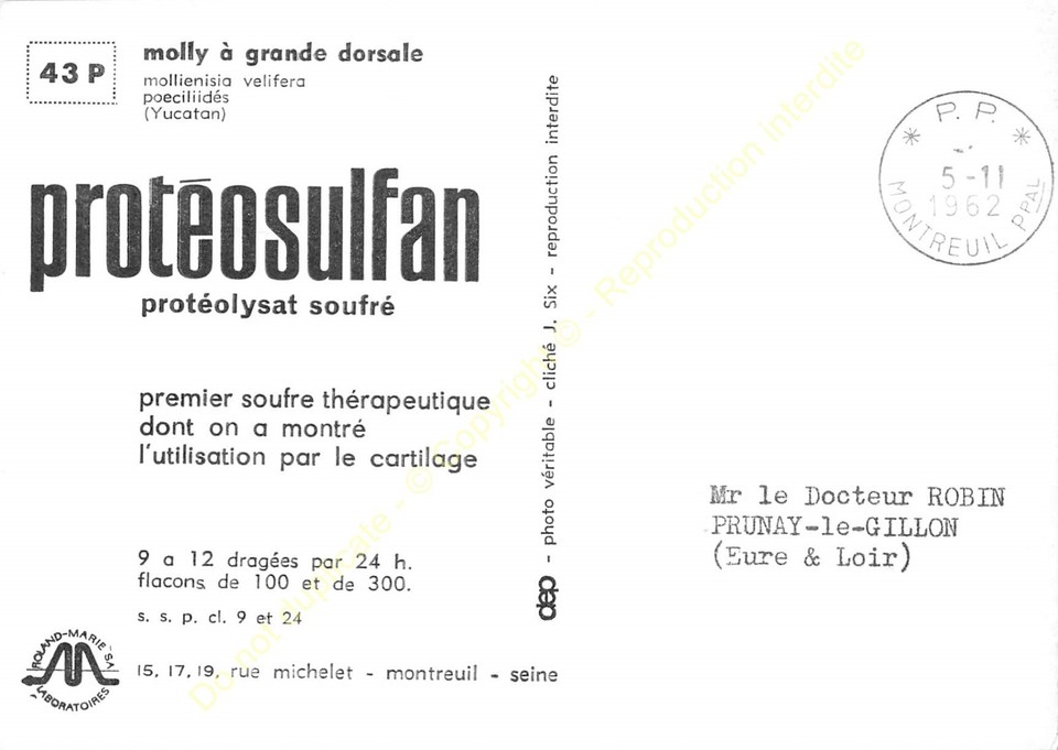 RPPC Photo Fish Pescado Molly To Big/Large Back Poecilia Velifera | eBay