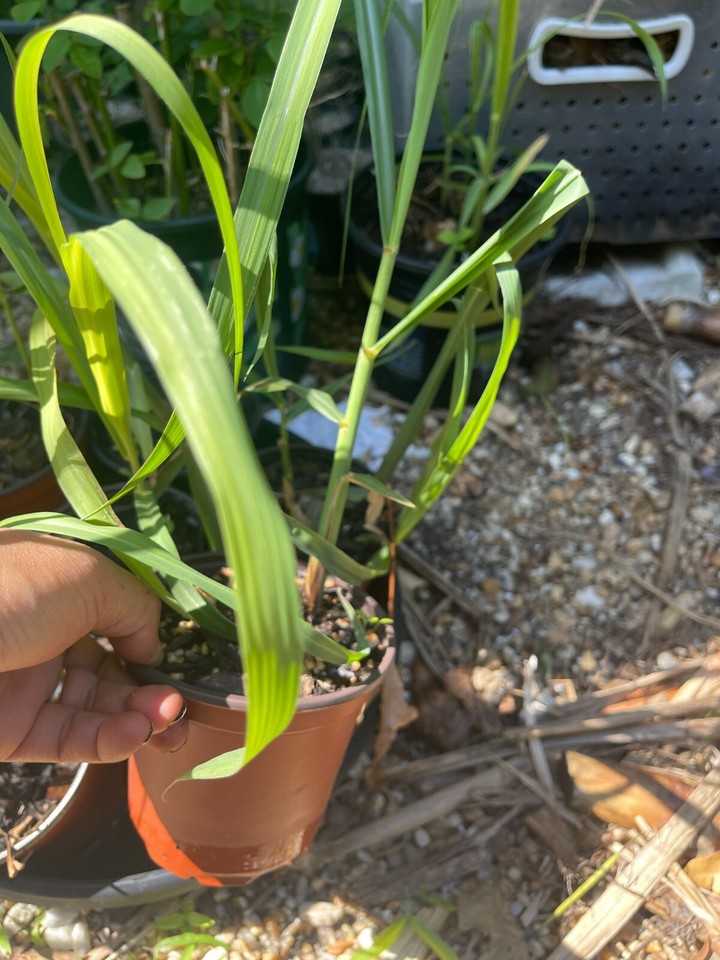 1 pot purple/red/yellow Sugar Cane Plants Juicing Chewing Sugarcane ...