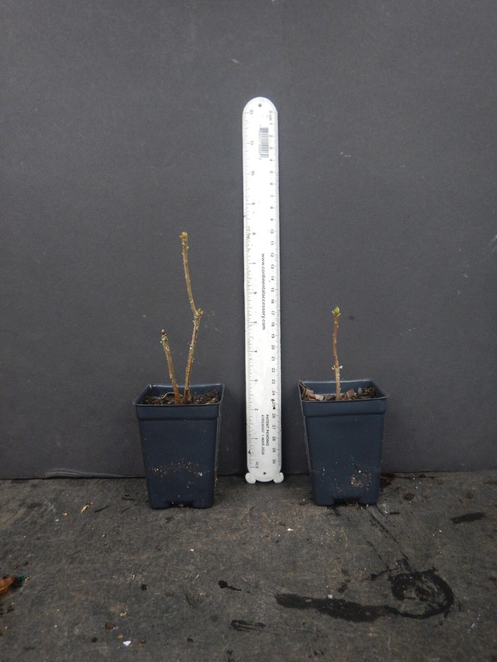 LEMONADE~~Aromi Azalea Rhododendron Deciduous SMALL Starter Plant~ | eBay