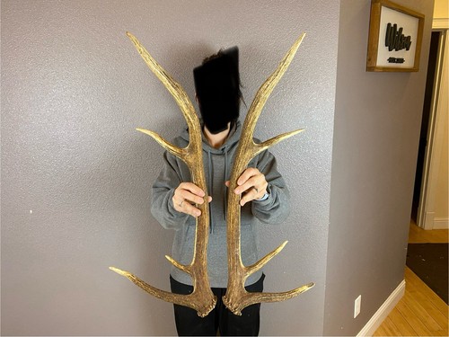 Matched Set 4x4 ELK ANTLERS WILD IDAHO HORN DEER SHED MOOSE Decor Cuts ...