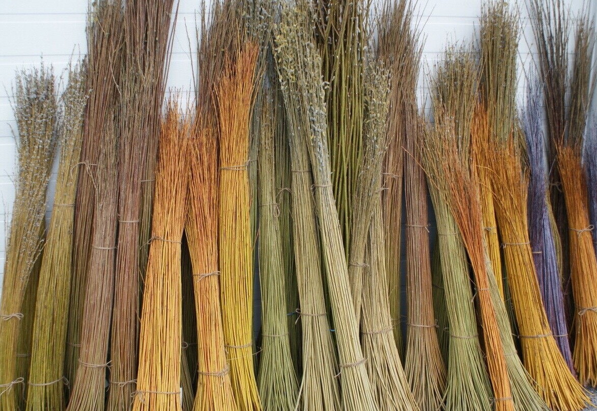 No-Dig / Easy Plant Willow Whips (Trees) Salix viminalis, hedges ...