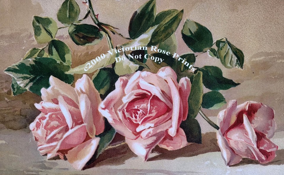 Vintage Roses Print Patty Thum E3302 | Barbola Convex Glass Frame ...