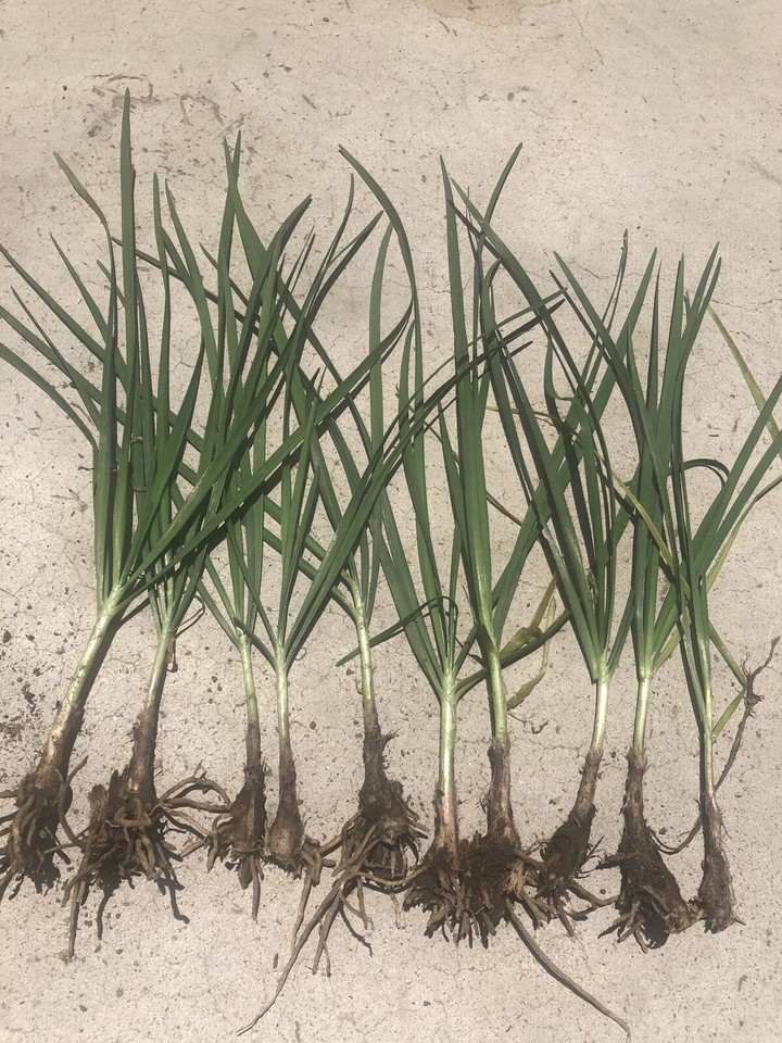 10 Live Leek Plant Stalks Garlic Chives Leek Live Plant Bare Root | eBay