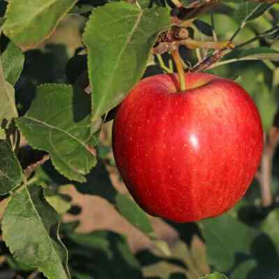 GREFFON - Pommier ' Gala '_Malus domestica | eBay