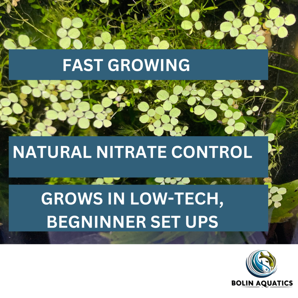 Salvinia Minima 100+ Leaves Water Spangles- Live Aquarium Plant ...