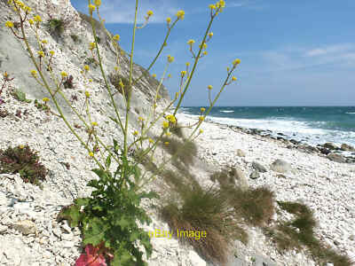 Photo 6x4 Chalk vegetation below Ballard Cliff Studland c2017 | eBay UK