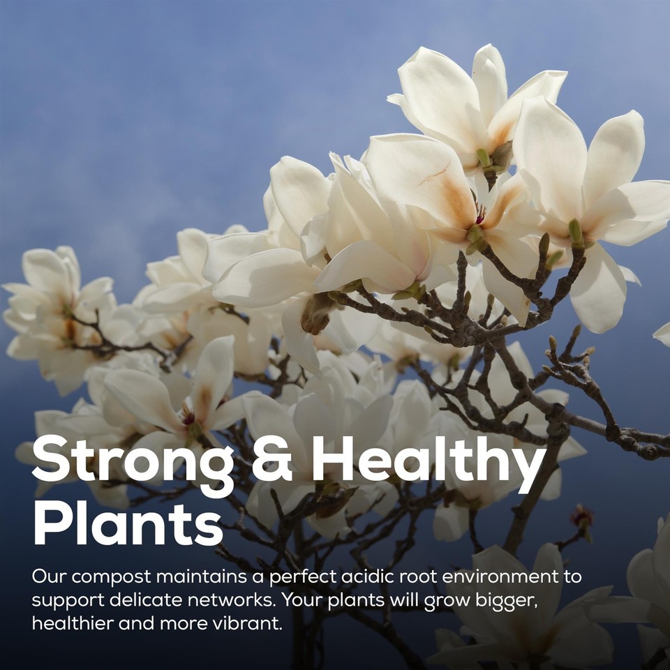 60L Ericaceous Compost Planting Potting Seedling Mix Indoor Outdoor ...