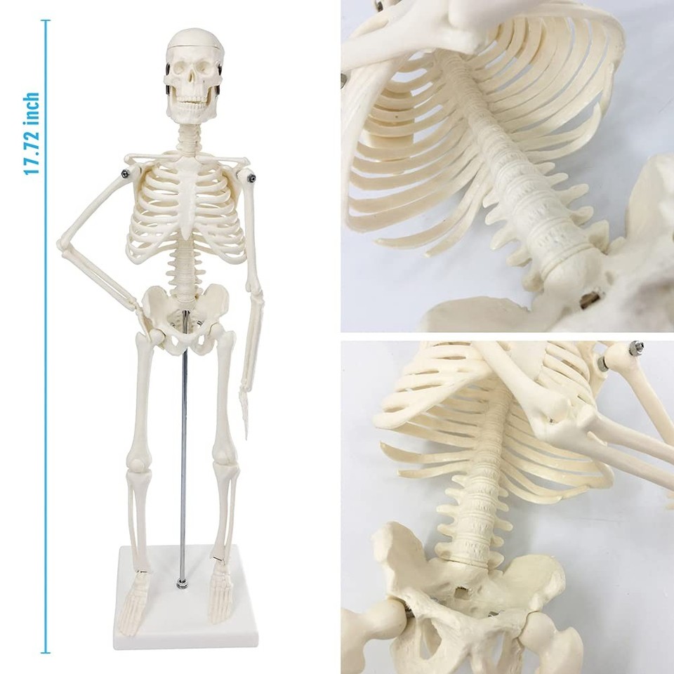 Mini Human Skeleton Model, 17.72” Petite Human Bones Model with Movable ...