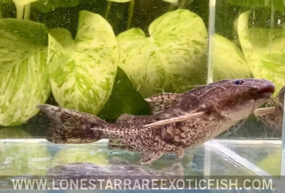 Granulated Catfish / Pterodoras granulosus - Live Aquarium Fish | eBay