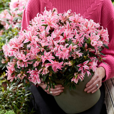 Azalea 'Pink Spider', Established Plant in 13cm Pot | eBay