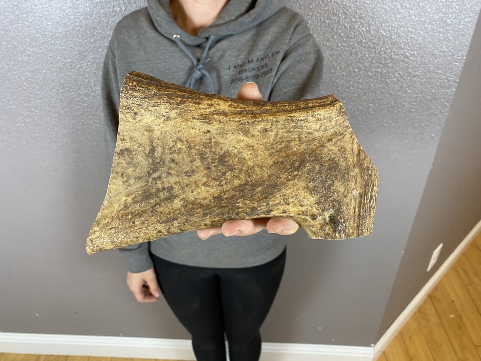 1 Huge JUMBO Whole MOOSE ANTLER Dog Chew SALE SELECT MASSIVE! COLOSSAL ...