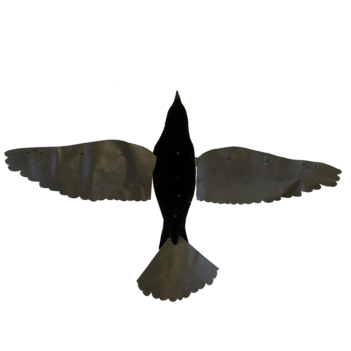 Crow Wings