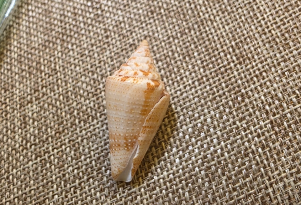 Conus Granarius 33.7mm Colombia live taken 1996 | eBay