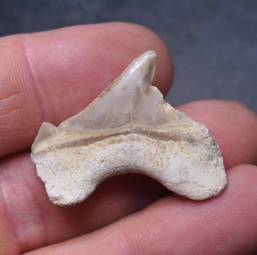 Pathological deformed disease defect Shark Tooth Teeth Fossil Predator ...