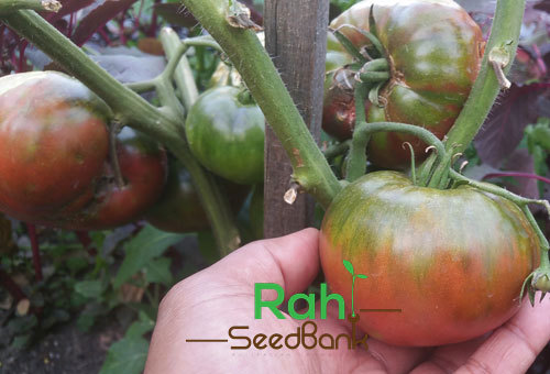 Black Seaman Tomato - 10 Seeds! | eBay
