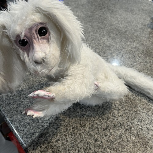 FALKOR The Luck Dragon Neverending Story Furry Plush Stuffed Animal Toy ...