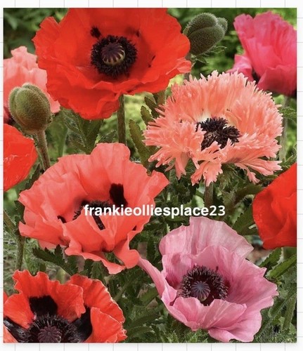 POPPY SEED PAPAVER ORIENTATE MIX Colours 50 seeds HUGE Blooms Perennial ...