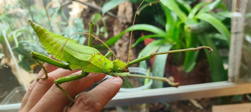 Heteropteryx dilatata eggs (x30) - Jungle Nymph - Stick Insect ...