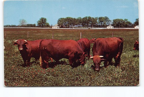 Purebred Santa Gertrudis Bulls Clover Field King Ranch South Texas TX ...