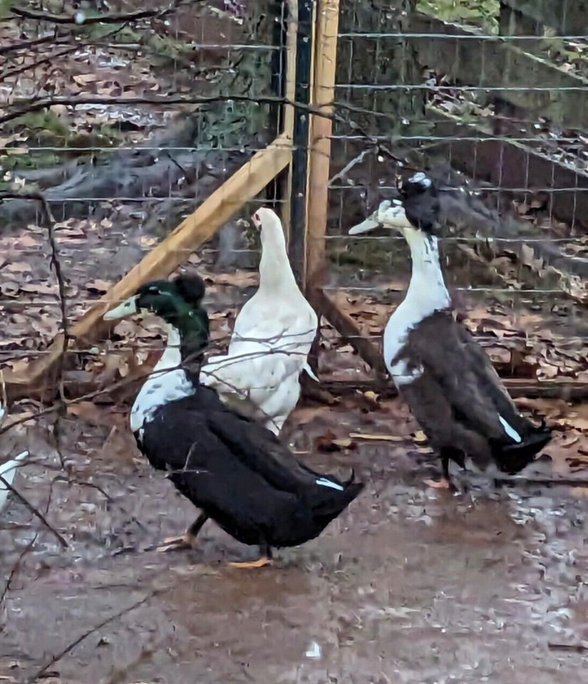 6 Fertile And Fresh Crested Duck Hatching Eggs | eBay