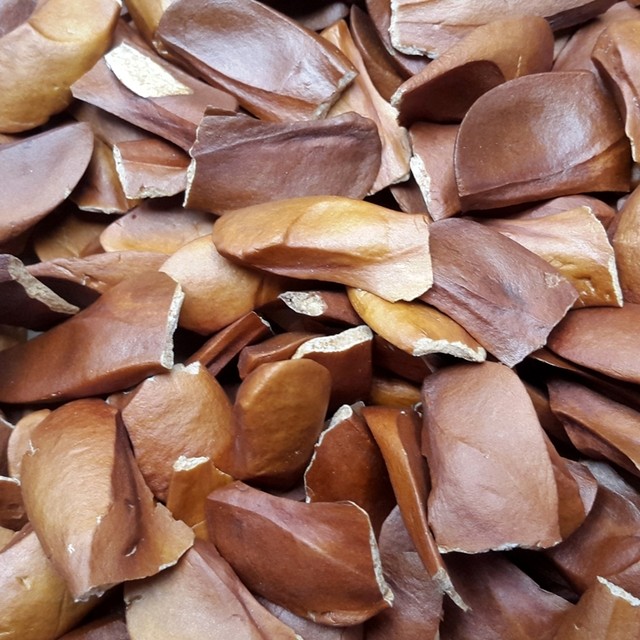 Sky Fruit Mahogany Seeds Swietenia Macrophylla 1000 Gram | eBay