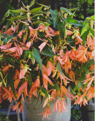 1 Bauernbegonie Begonia Bertini San Francisco Knollenbegonien ...