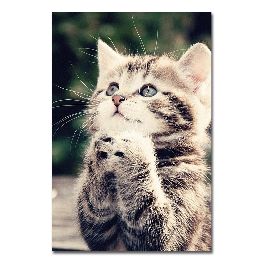 Cute Animals Praying