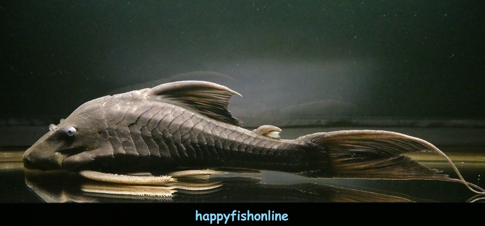 EXTREMELY RARE BLUE EYE PLECO! BIG BEAUTIFUL HEALTHY LIVE FISH! LARGE ...