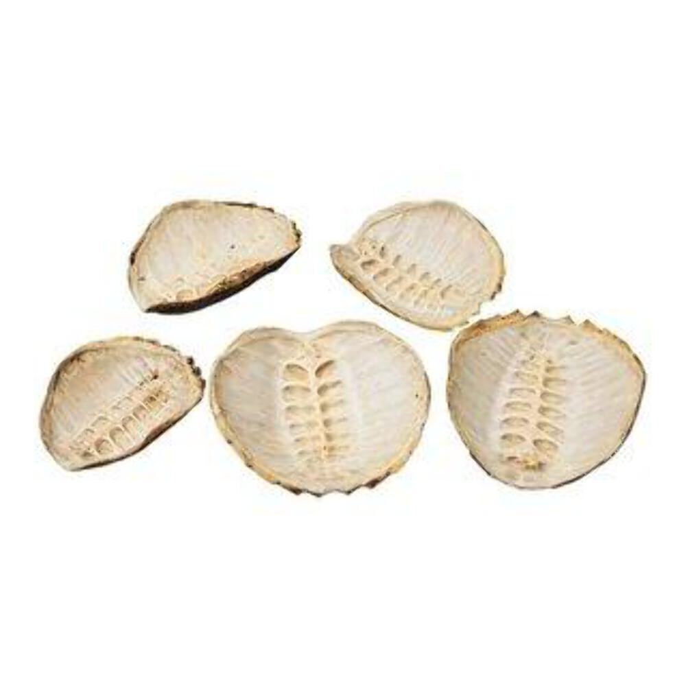 Real Snapping Turtle Shell | eBay