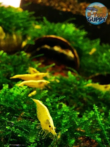 10 +1 NEON YELLOW - Freshwater Neocaridina Aquarium Shrimp. Live ...