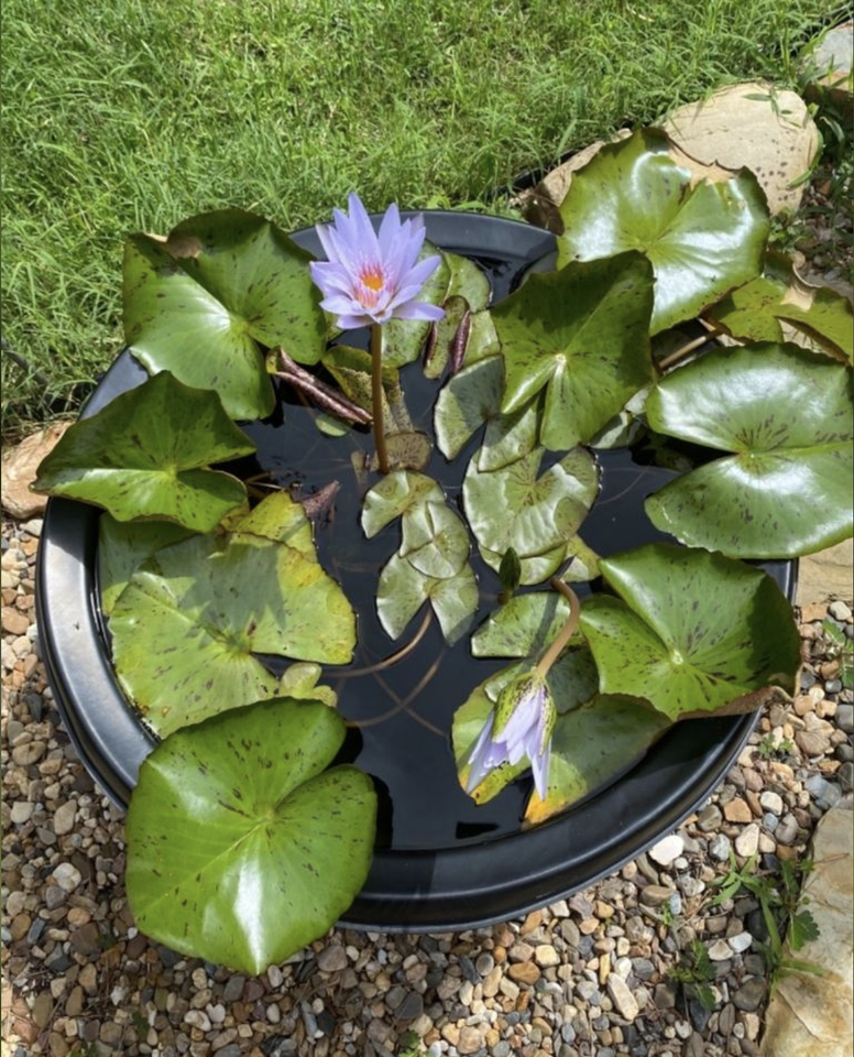 Large 20 Gal. Plantainer Preformed Pond Liner*fits Perfect in Whiskey ...