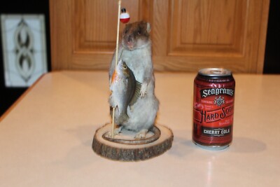 Taxidermy Fishing Barn Rat Mount Novelty Whitetail Deer Log Cabin Decor ...