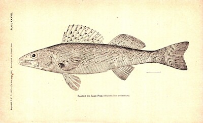 "SAUGER OR SAND PIKE" Antique original fish print 1887 | eBay