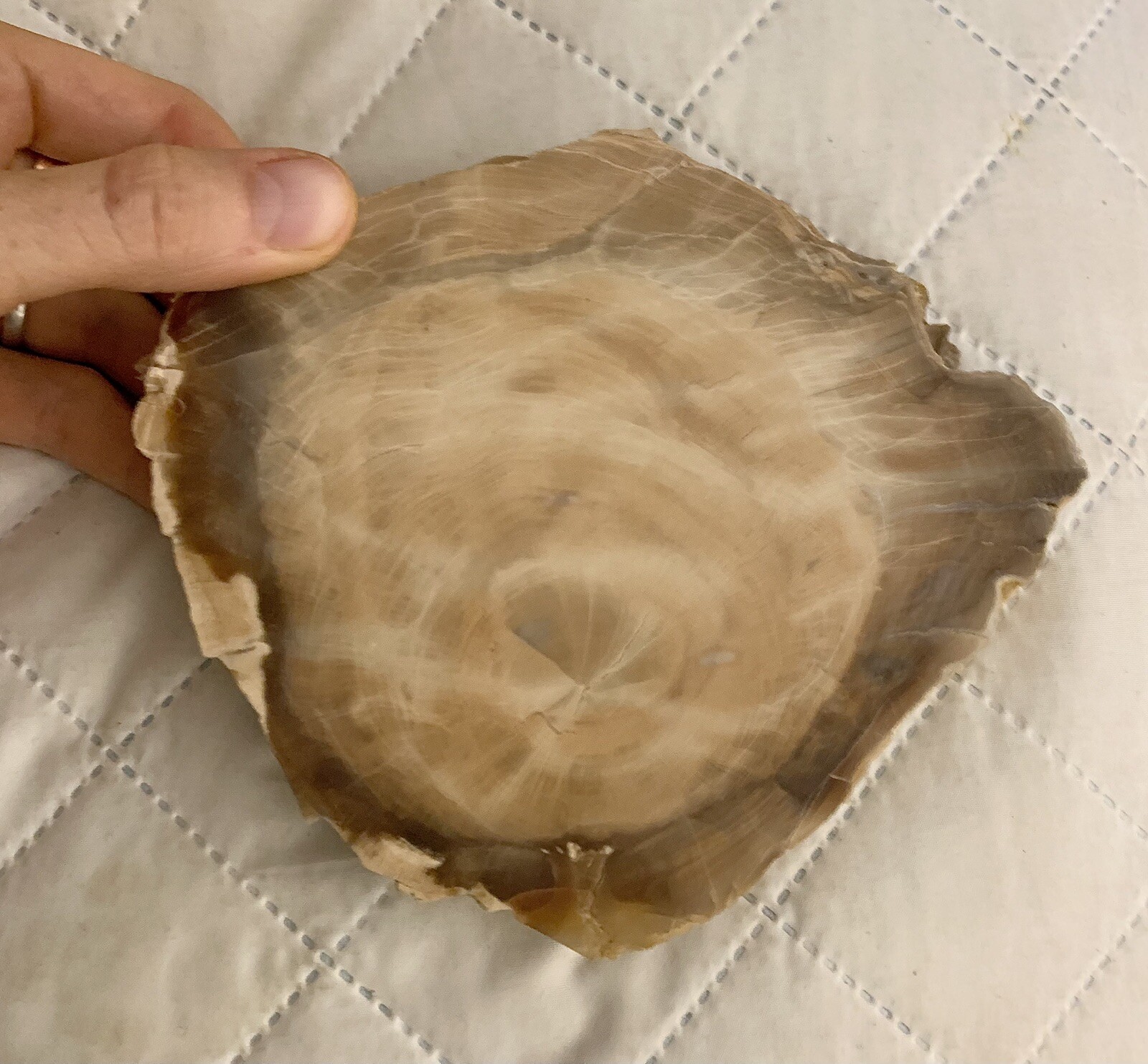 Petrified Wood Full Tree w/Bark Pacific Northwest Grandpa’s Collection ...