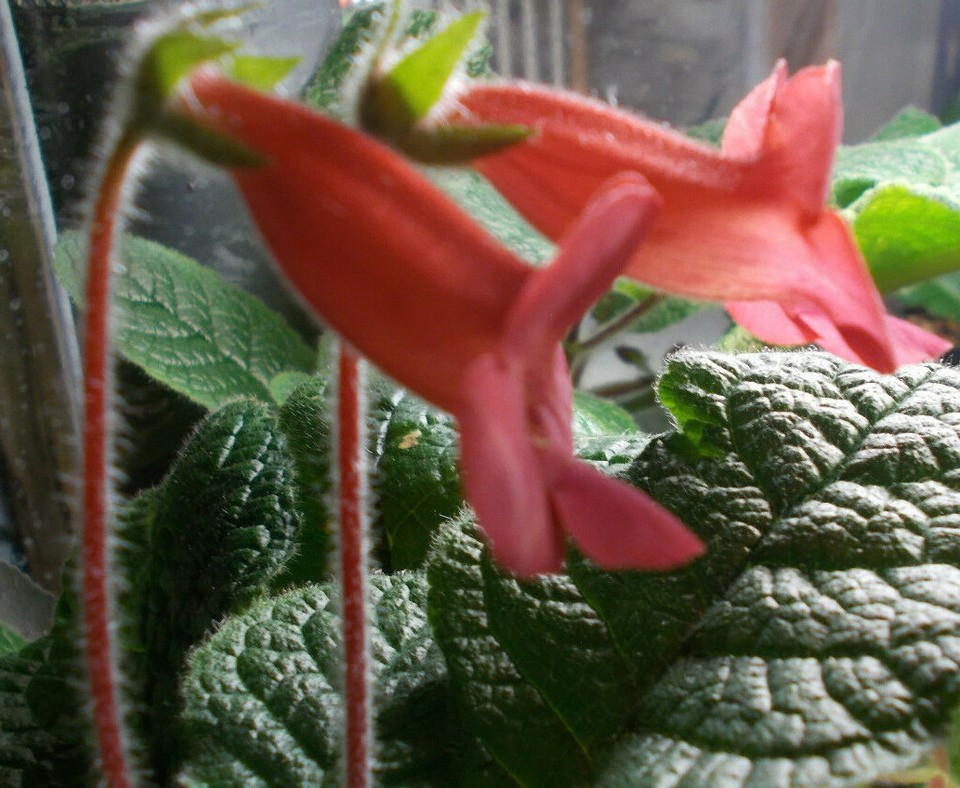 Sinningia Tubers | eBay